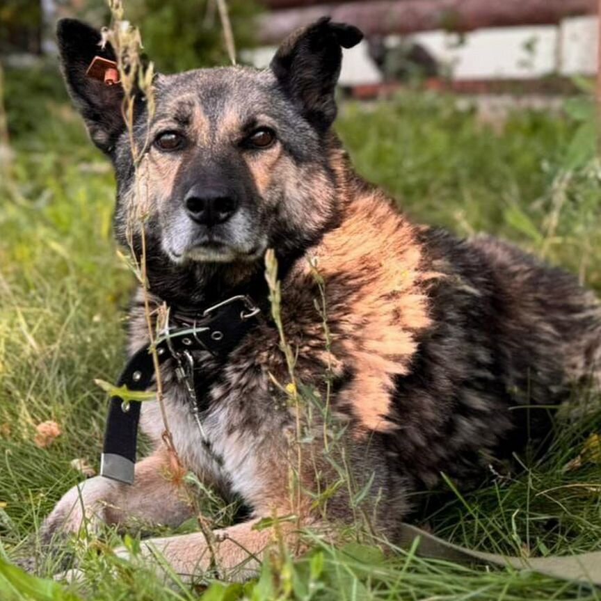 Собака девочка беспородная в добрые руки