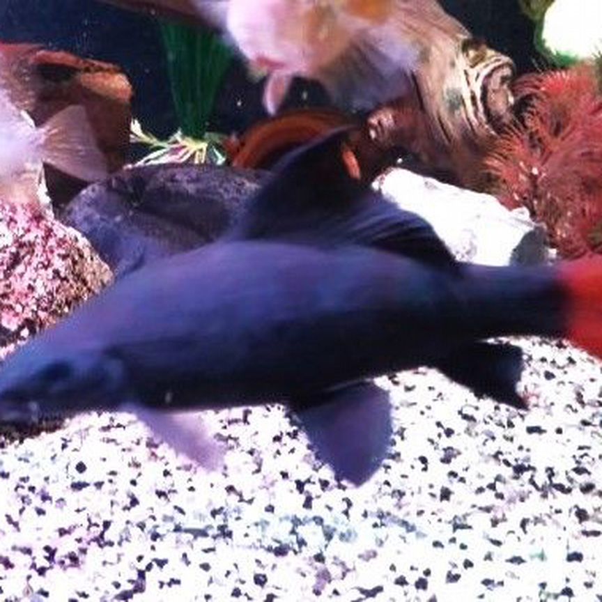 Лабео Биколор 10см