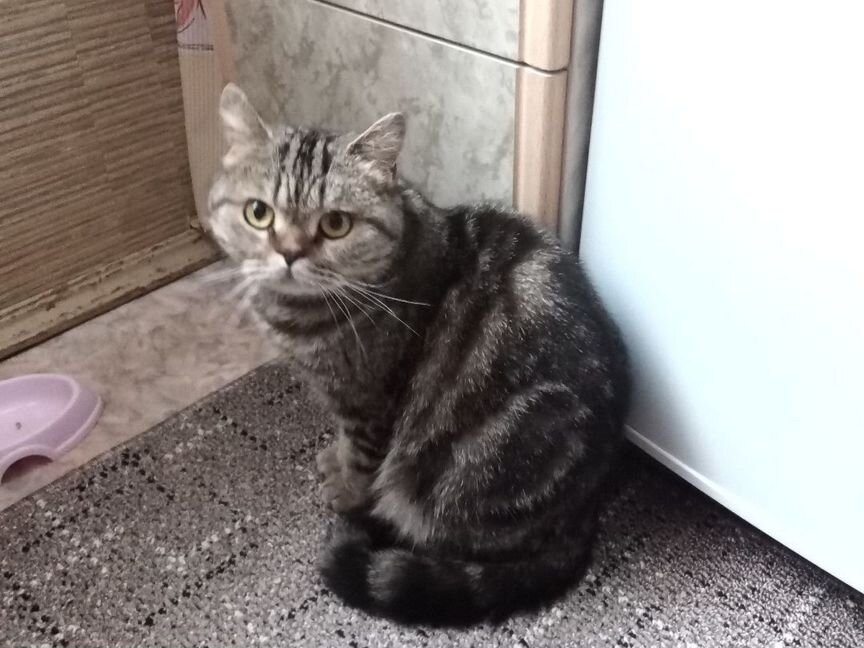 Ася ищет добрый дом
