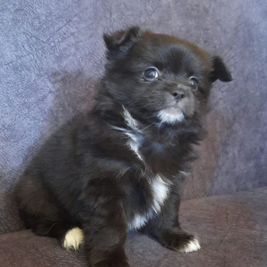 Чихуахуа девочка