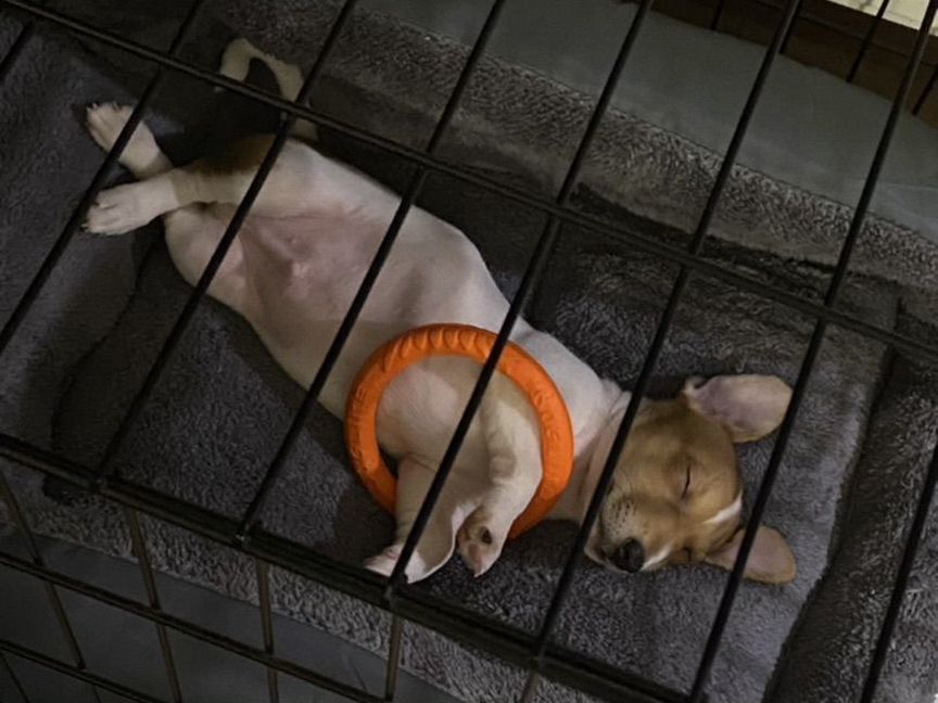 Щенки джек рассел терьер