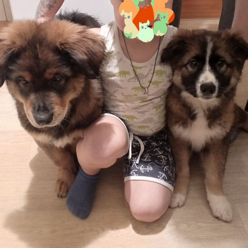 Щенок в добрые руки