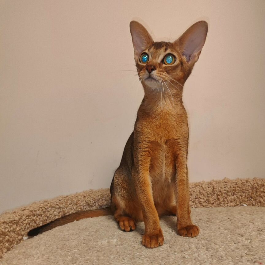 Абиссинская девочка в совладение