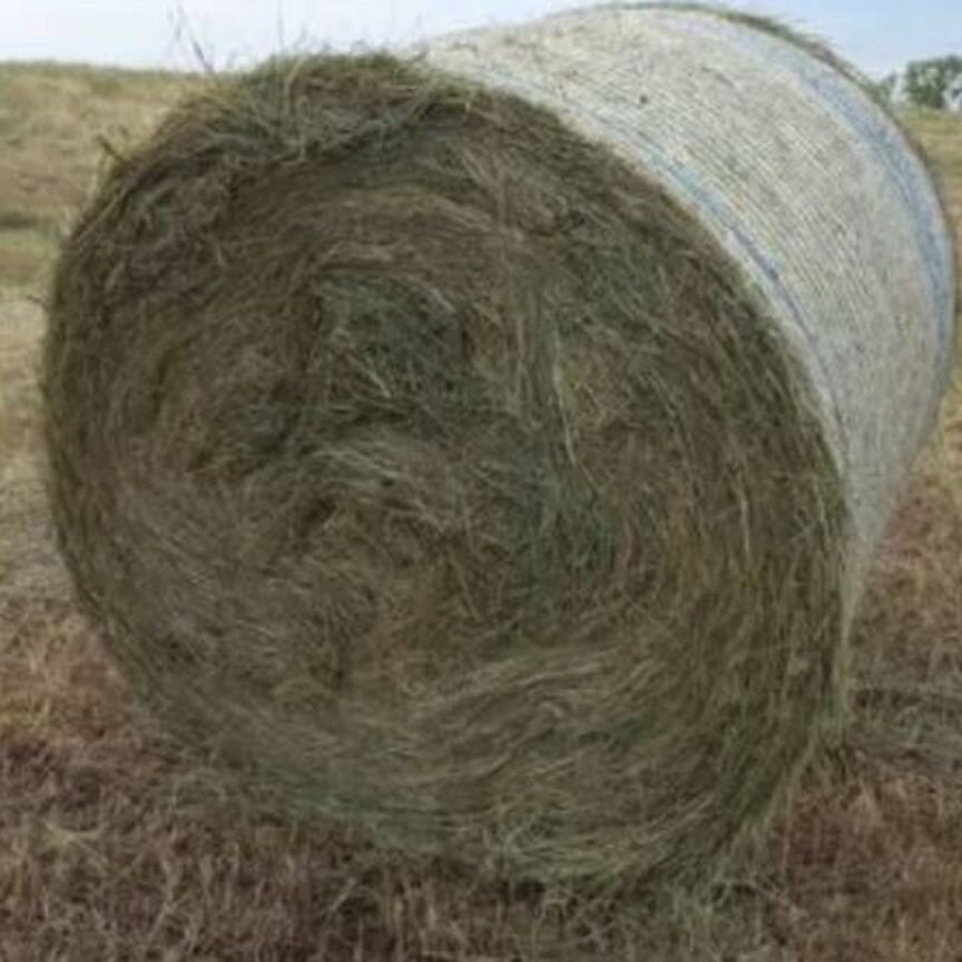 Сено в рулонах