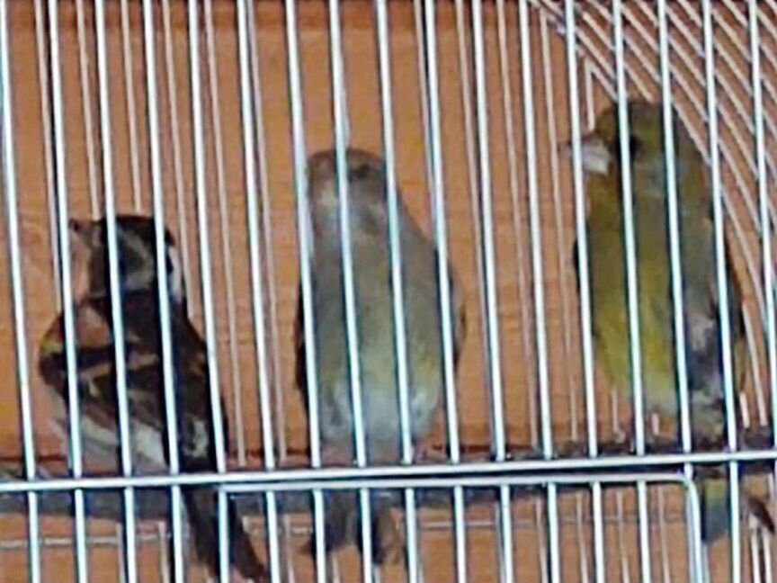 Лесная канарейка зеленушка