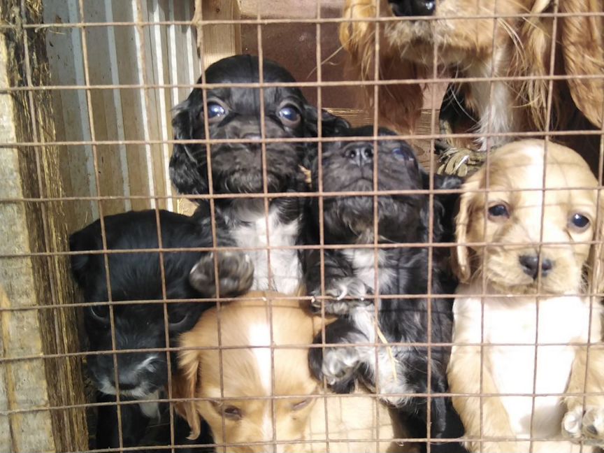 Кокер спаниель