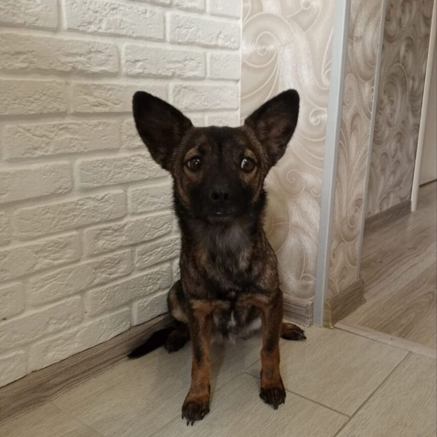 Собака ищет свою семью