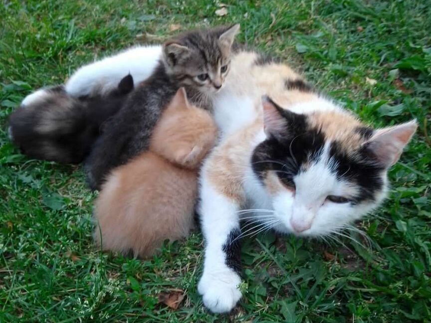 Котята выросли последнее фото