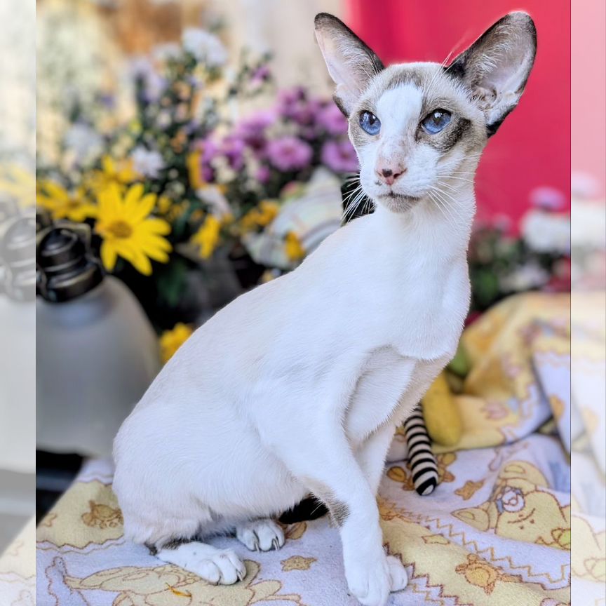 Ориентальная кошка, взрослая