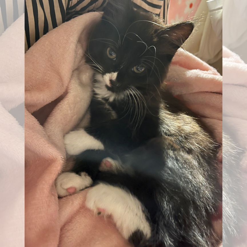 Котёнок в добрые руки