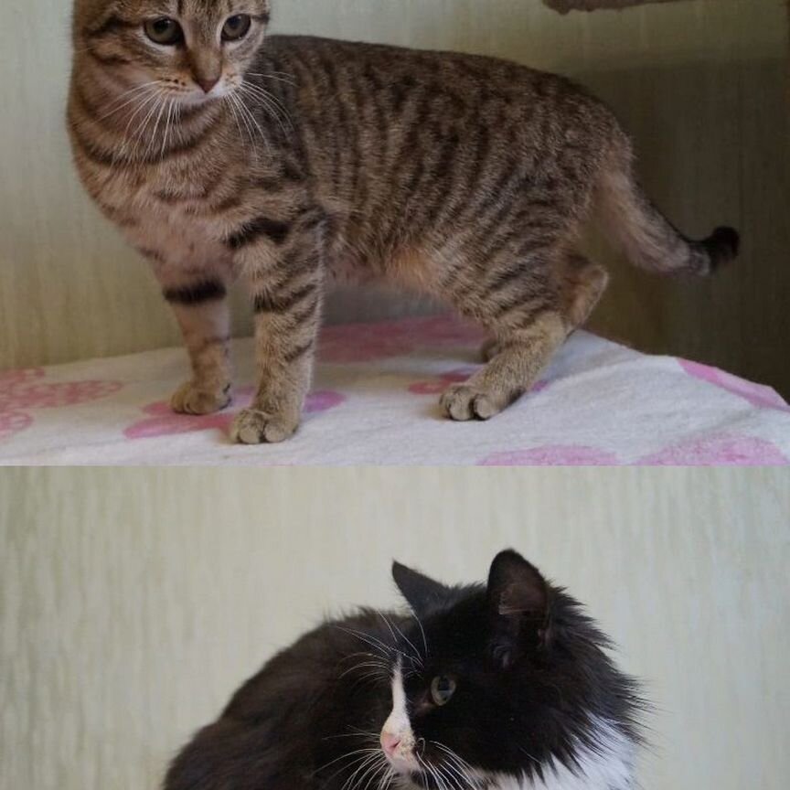 Котята в добрые руки