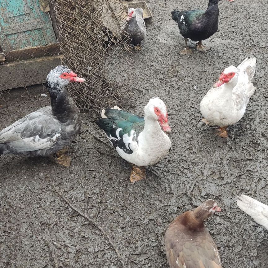 Мускусные утки