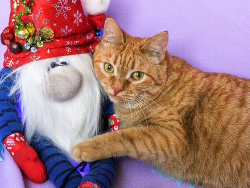Рыжая кошка Дафна в добрые руки под Новый год