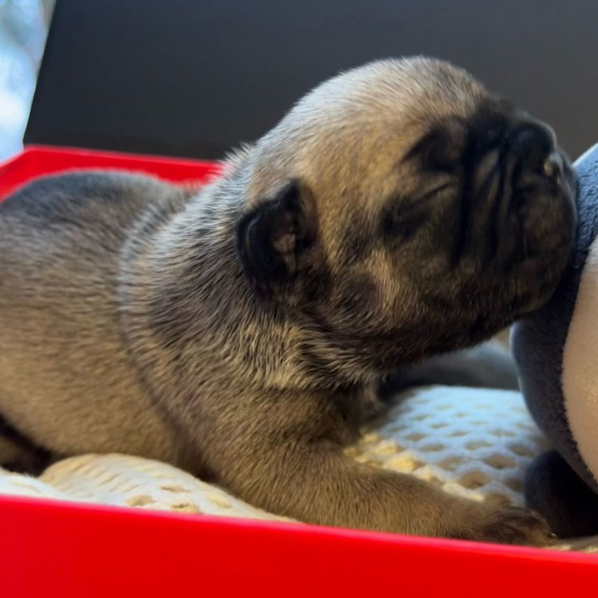 Французский бульдог, щенок