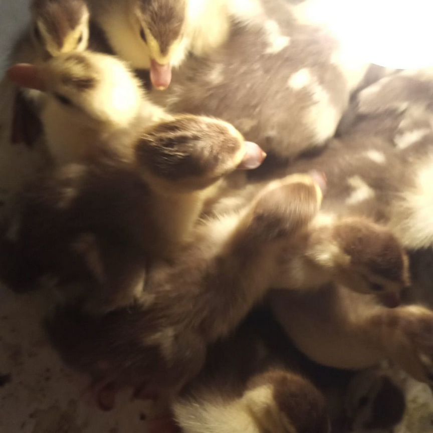 Утята и петушки