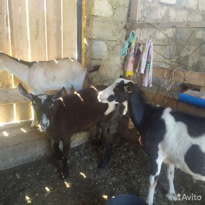 Козы и козлик