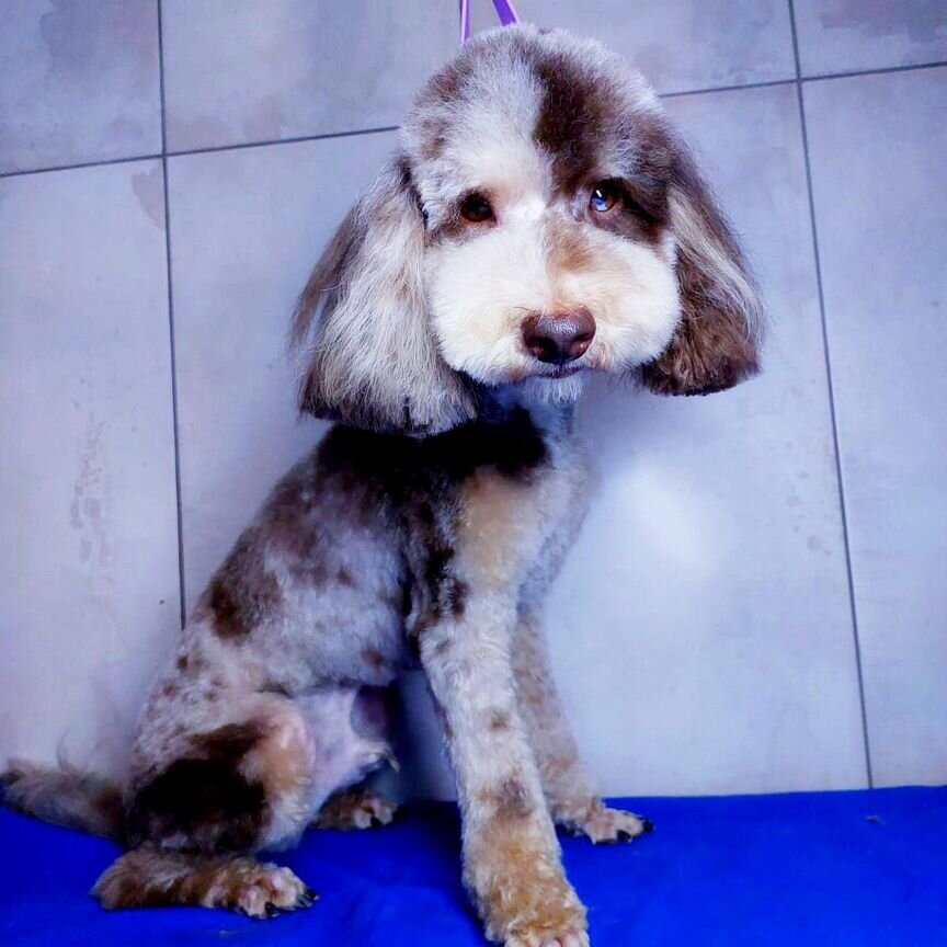 Невероятный красавец пудель шокомерле