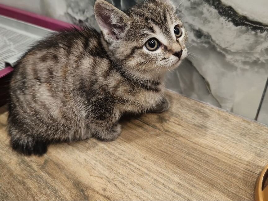 Котята курильский бобтейл