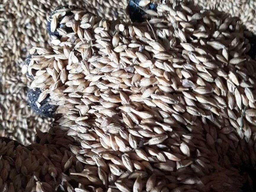 Семечко, Ячмень яровой на корм