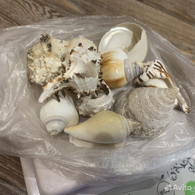 Ракушки морские в ассортименте