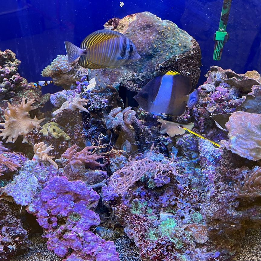 Живые камни в морской аквариум, кораллы