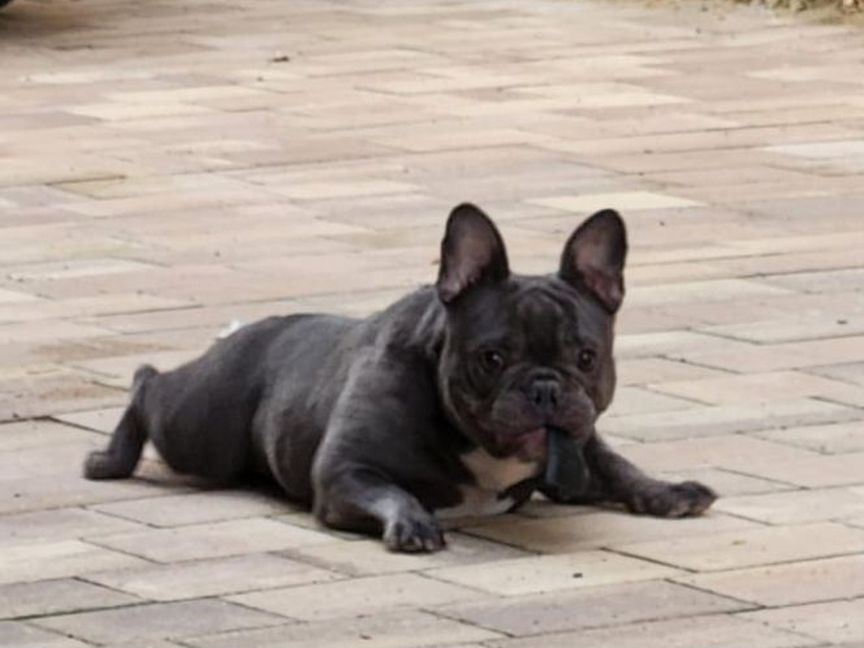 Французский бульдог