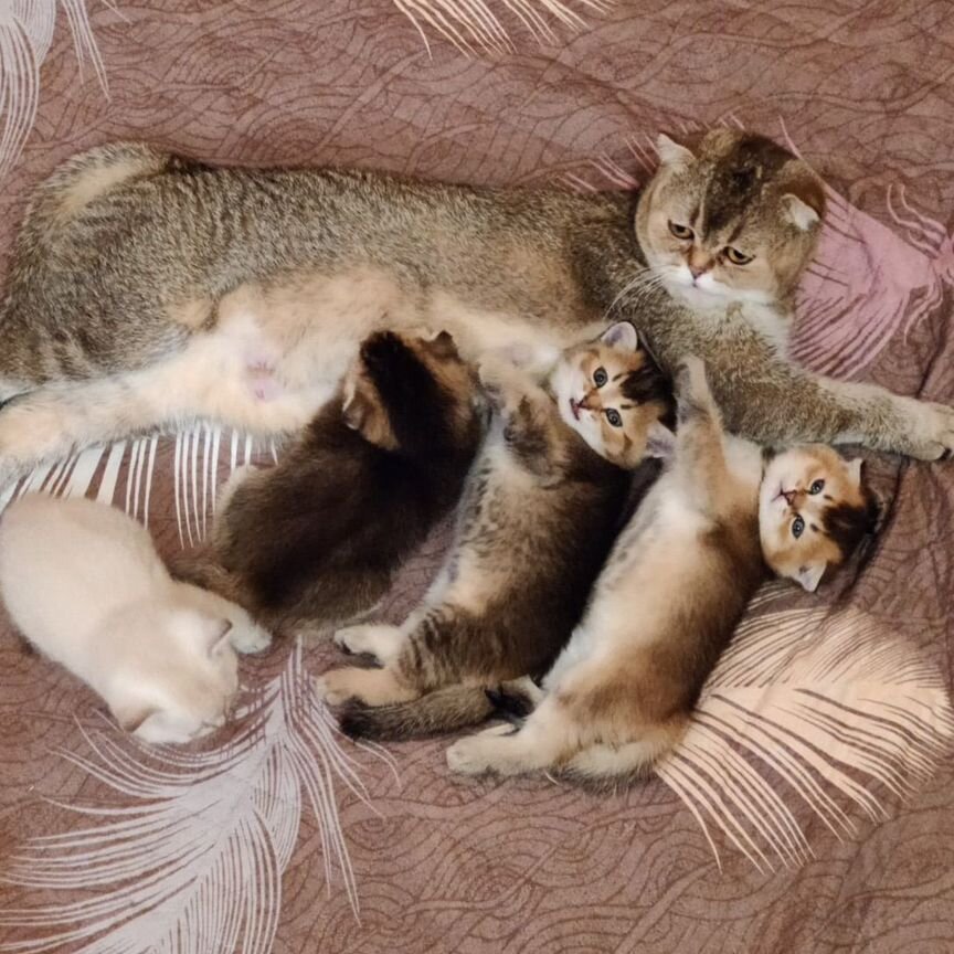 Котята шиншиллы шотландские