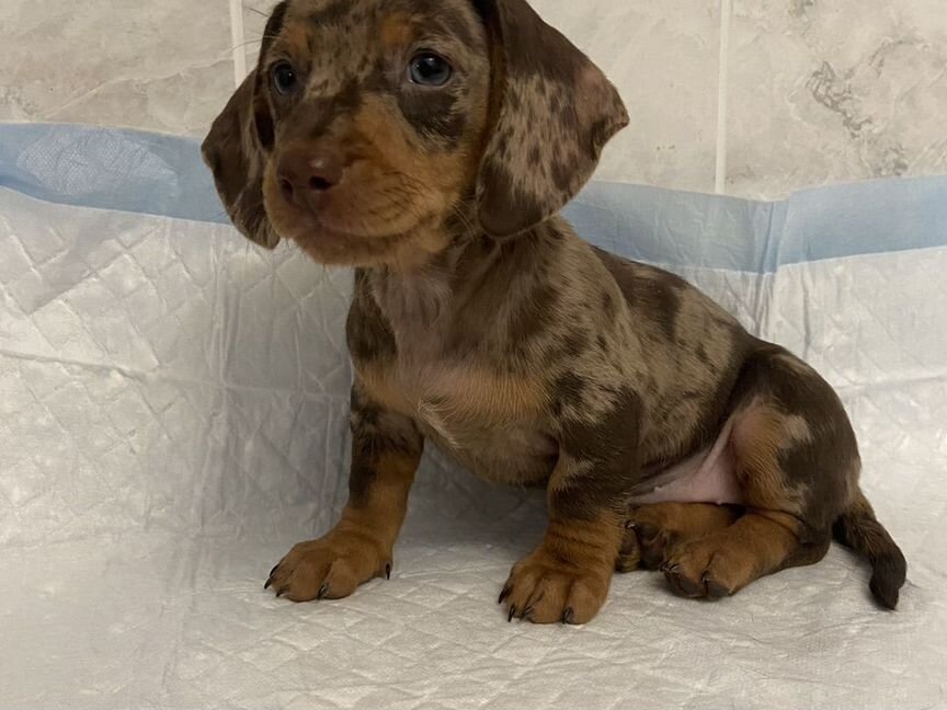 Щенки кроличьей таксы от питомника