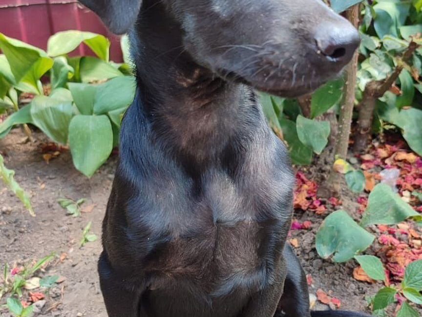 Щенок в добрые руки