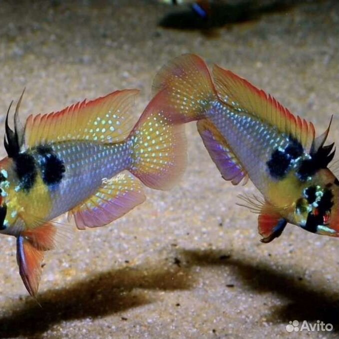 Апистограмма рамирези рыбки для аквариума