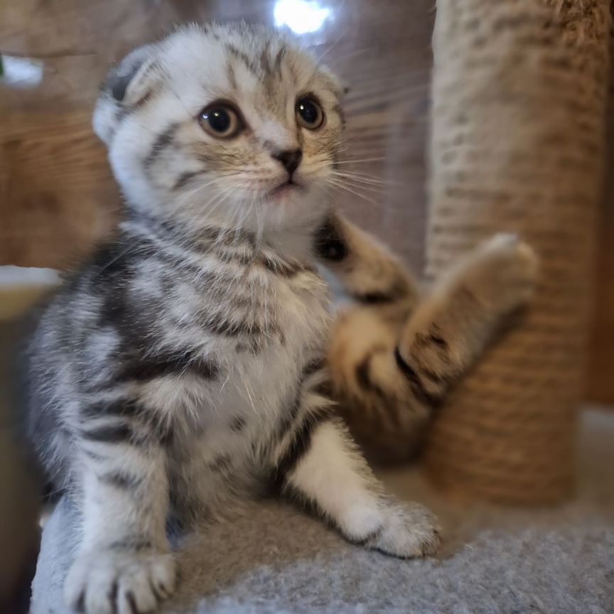 Шотландский вислоухий короткошёрстный котёнок