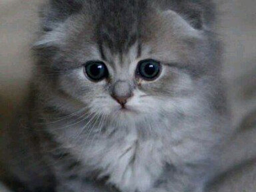 Вислоухие котята