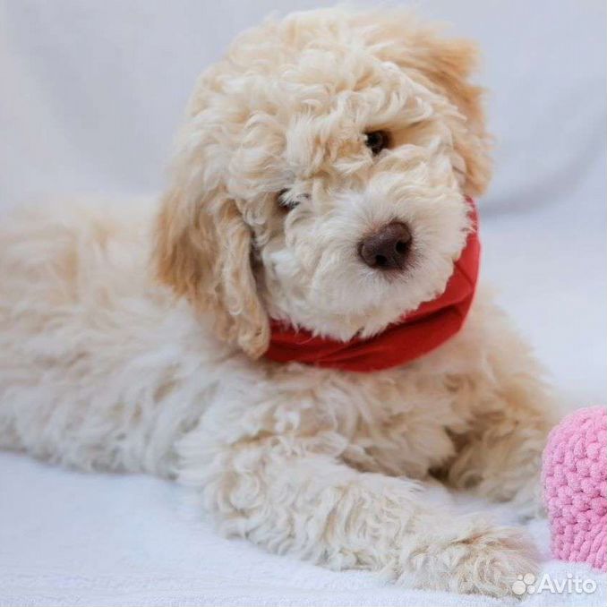 Лаготто Романьоло щенок