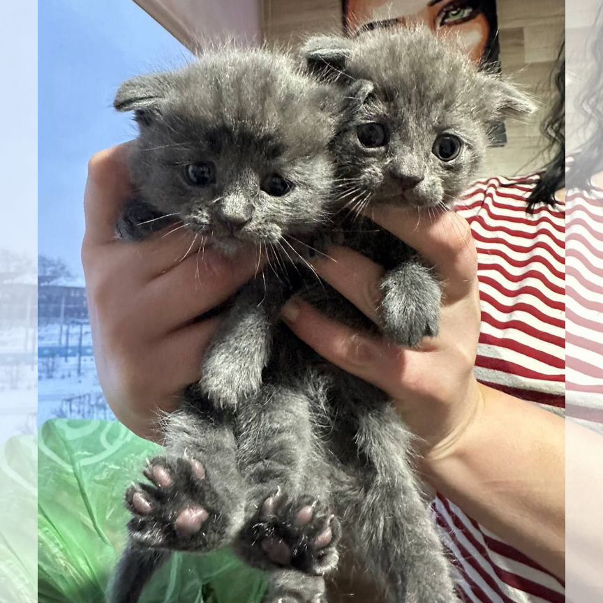 Британский длинношёрстный котёнок