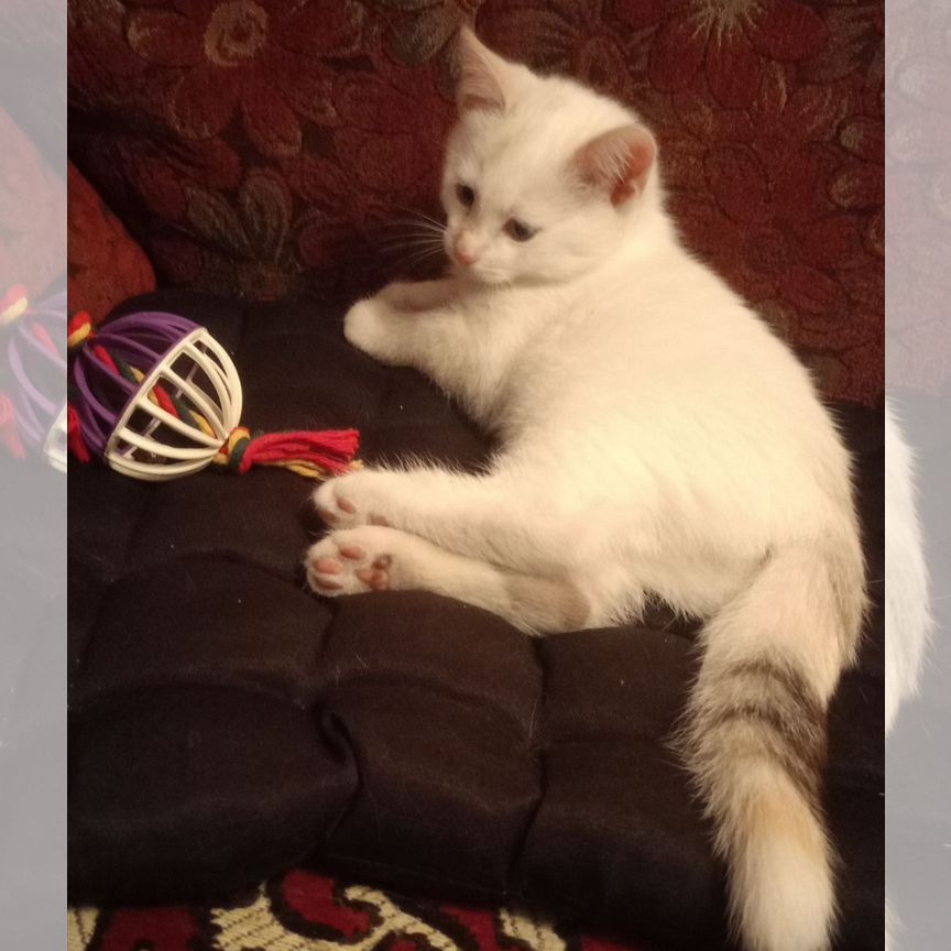 Котёнок в добрые руки