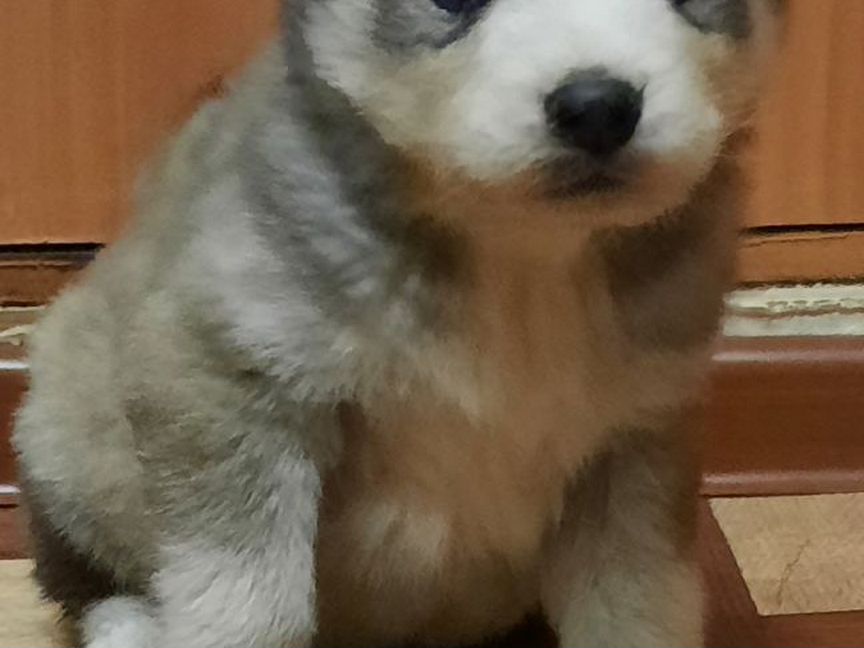 Щенки сибирской хаски