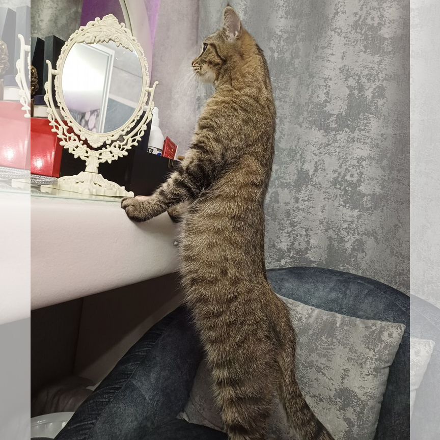 Британская короткошёрстная, взрослая кошка