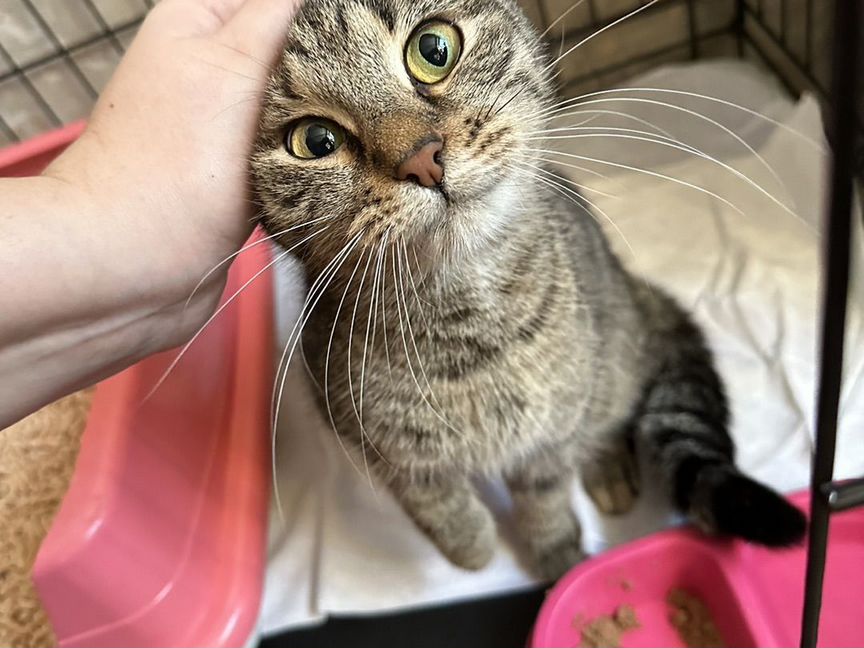 Кошка спасена из ада