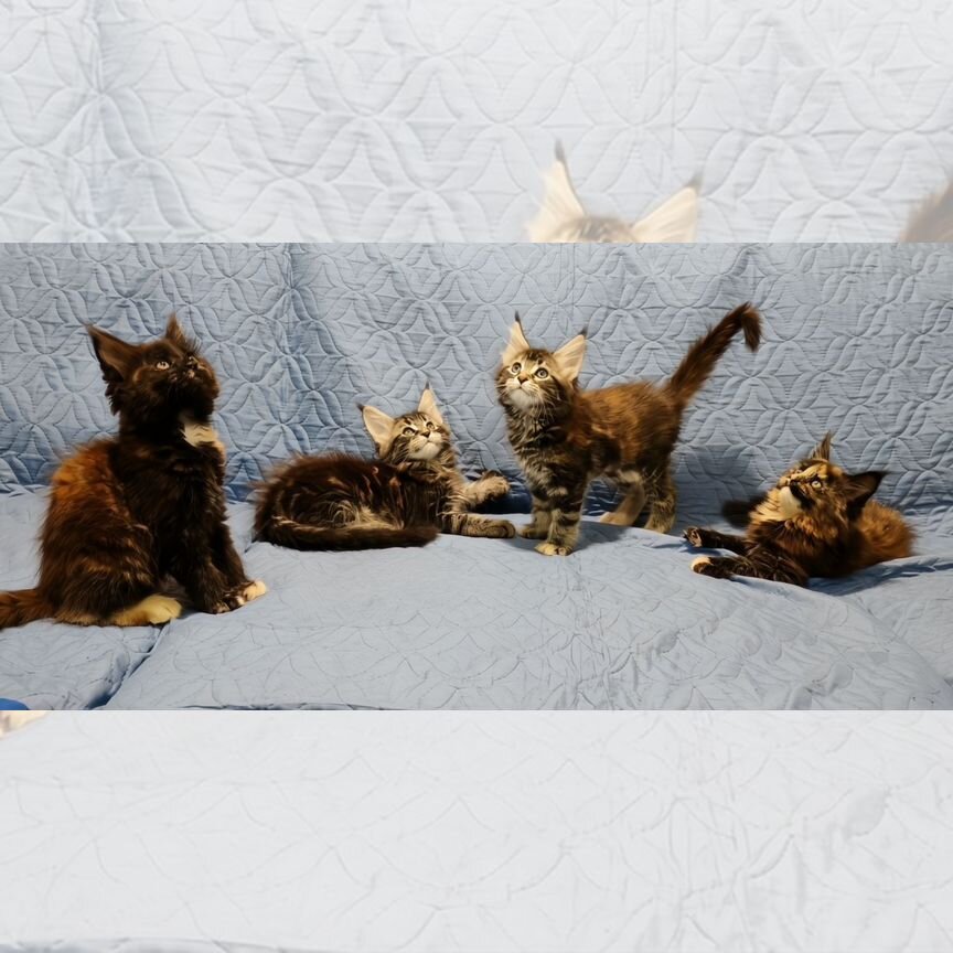 Мейн-кун котёнок