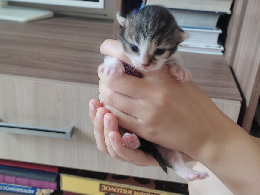 Котенок
