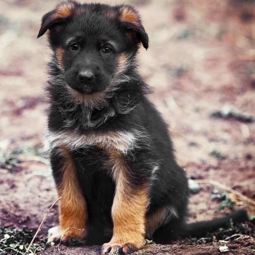 Продаётся алиментный щенок немецкой овчарки