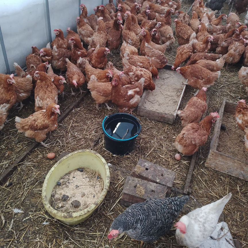 Куры несушки