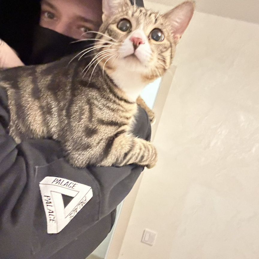 Котёнок в добрые руки