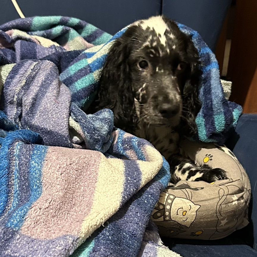 Русский охотничий спаниель, щенок