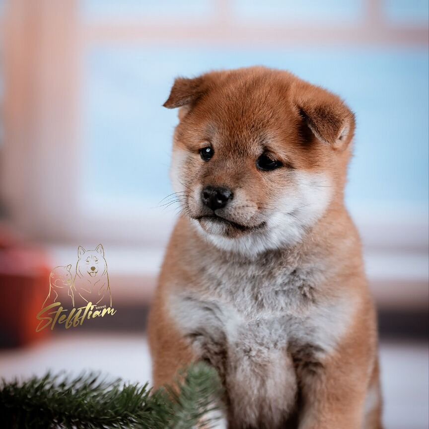 Сиба-ину, щенок