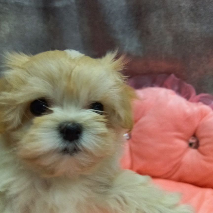 Мальтипу, щенок