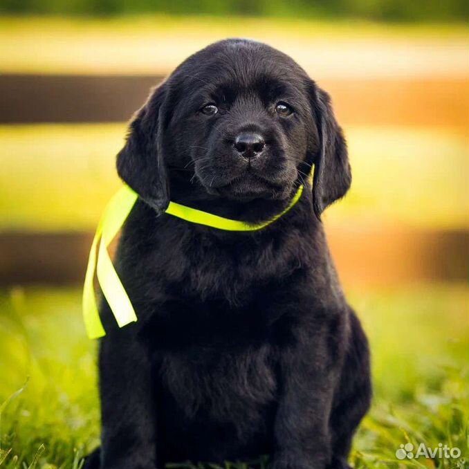 Чёрная малышка щенок лабрадора
