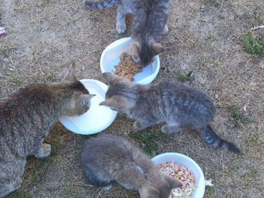 Котята очень ищут дом