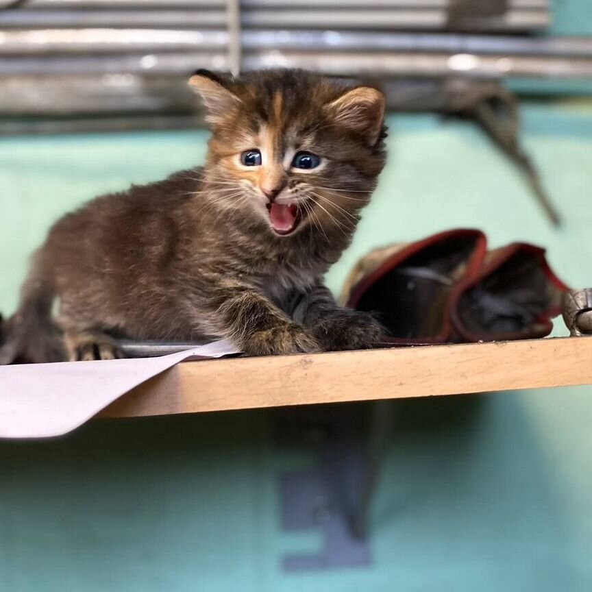 Котёнок в добрые руки