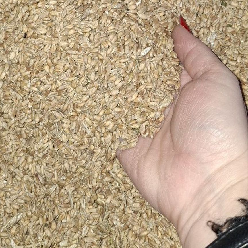 Зерно пшеница